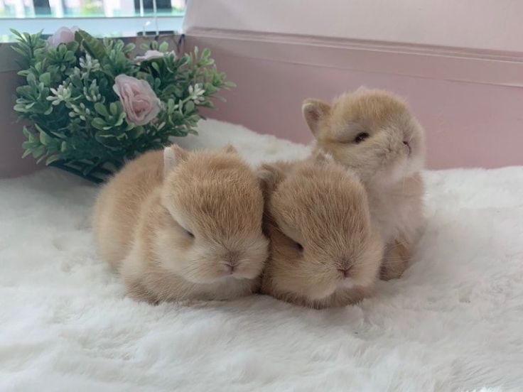Poll: Cute Names for a Pet Bunny – The Tanuki Corner